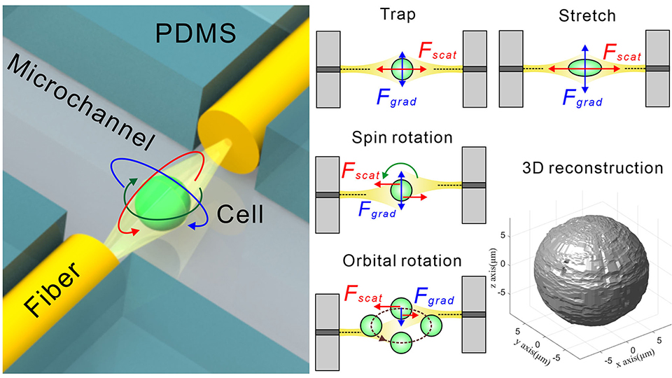 Misalignment of Optical Fibers Allows Manipulation of Single Cells ...