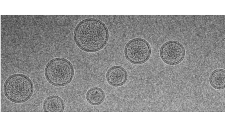 Eliminating and reversing tumor growths with light-activated nanoparticles | Scilight | AIP ...