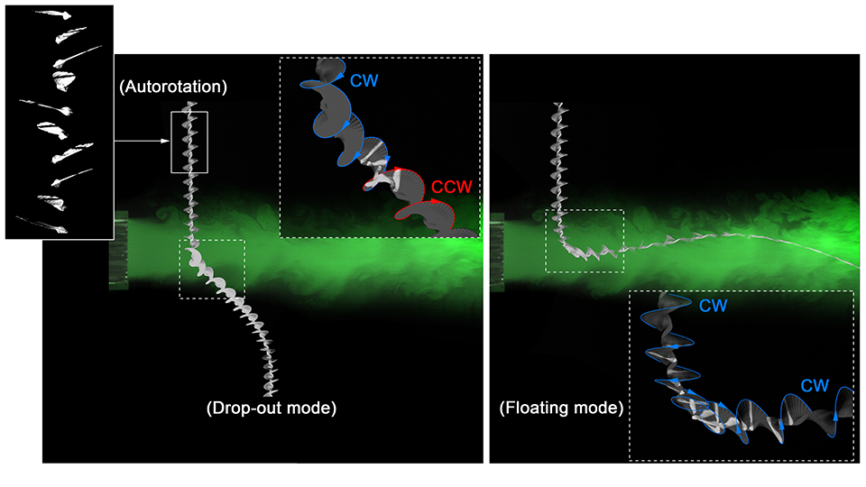 Tracking maple seeds falling through wind | Scilight | AIP Publishing