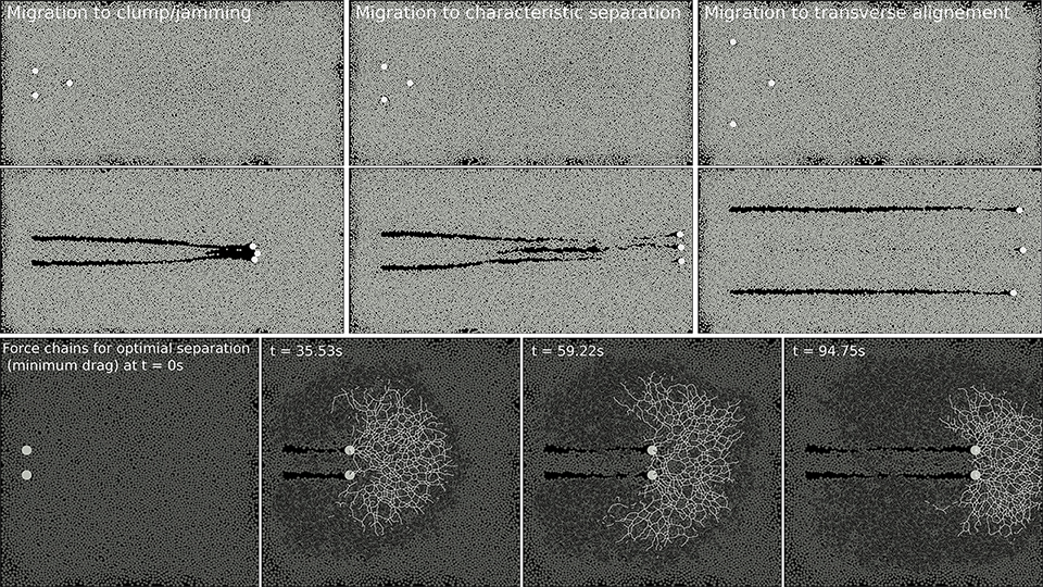 Modeling multiple animal movements through sand | Scilight | AIP Publishing
