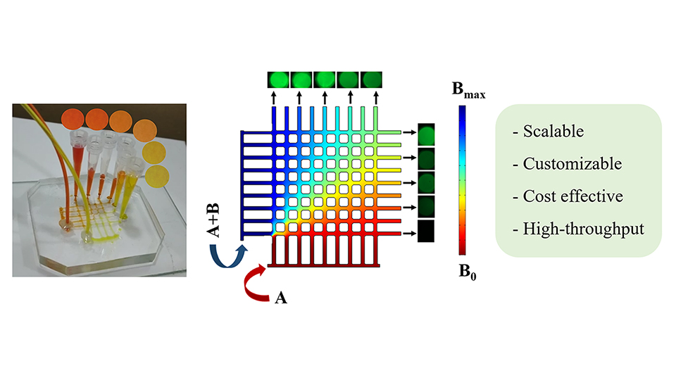 Microfluidic grid creates concentration gradient to test cancer drugs ...