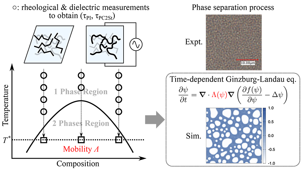 Untangling the mysteries of polymer blend phase separation dynamics ...