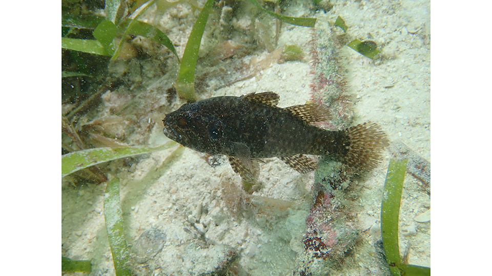 Giving a hoot about cardinalfishes | Scilight | AIP Publishing