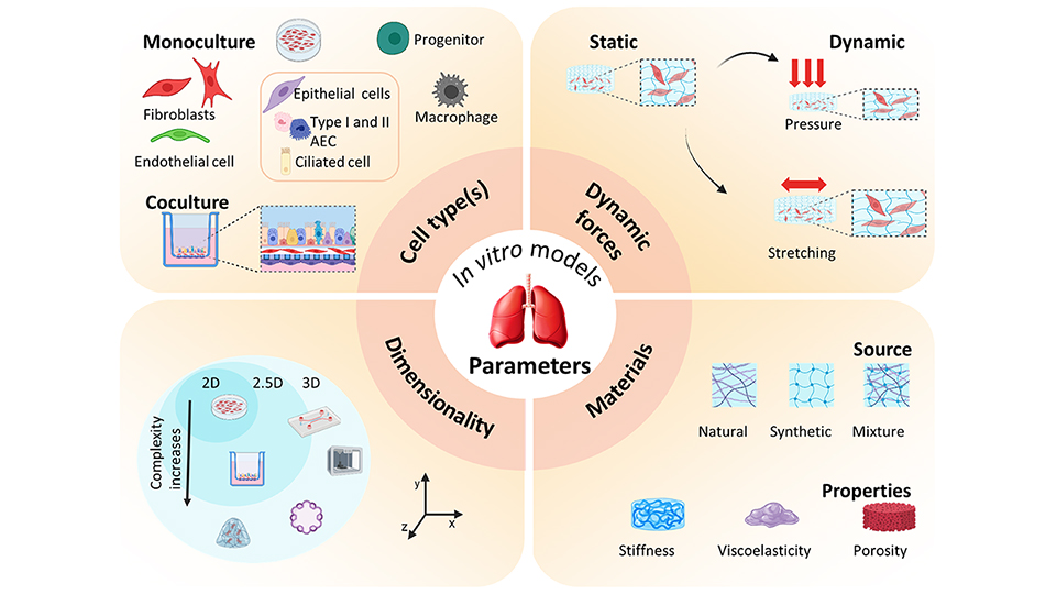 A roadmap to stopping an incurable lung disease | Scilight | AIP Publishing