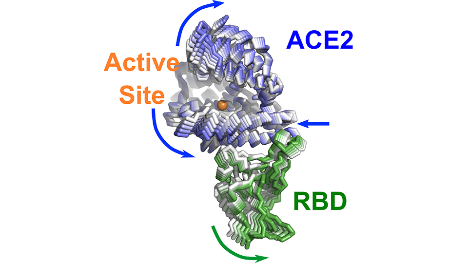 Elastic network model provides new view of how SARS-CoV-2 dissociates ...