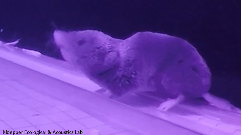 Shrews use echolocation to interpret and navigate their environment ...