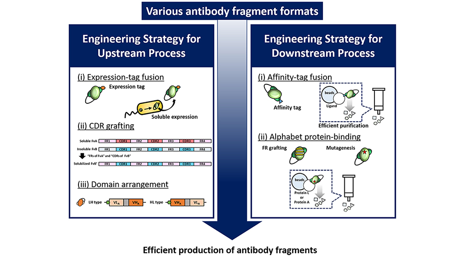 Protein engineering strategies contribute efficient production of ...
