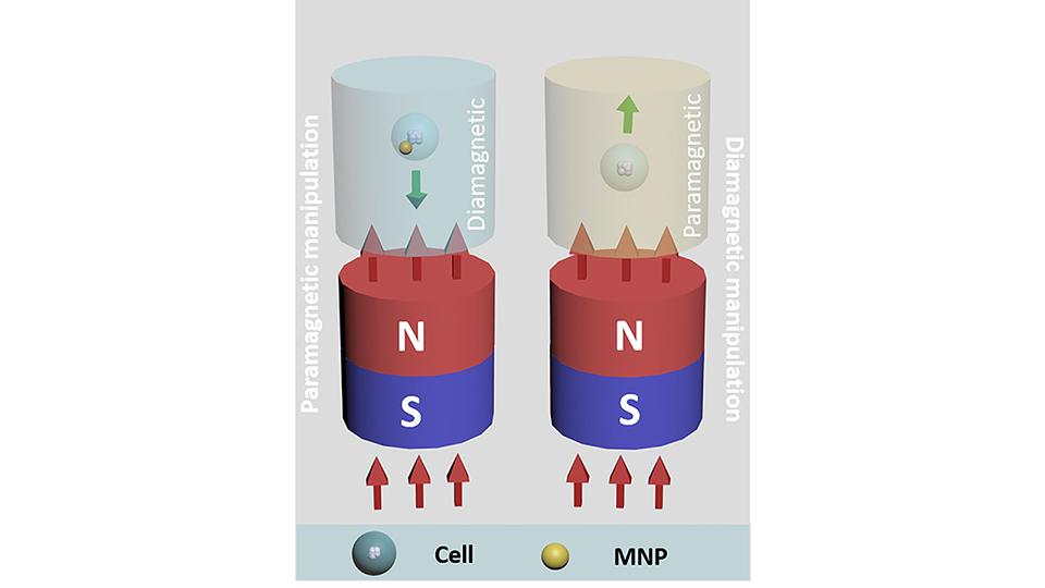 Advancements in cell assembly for tissue reconstruction and the impacts ...