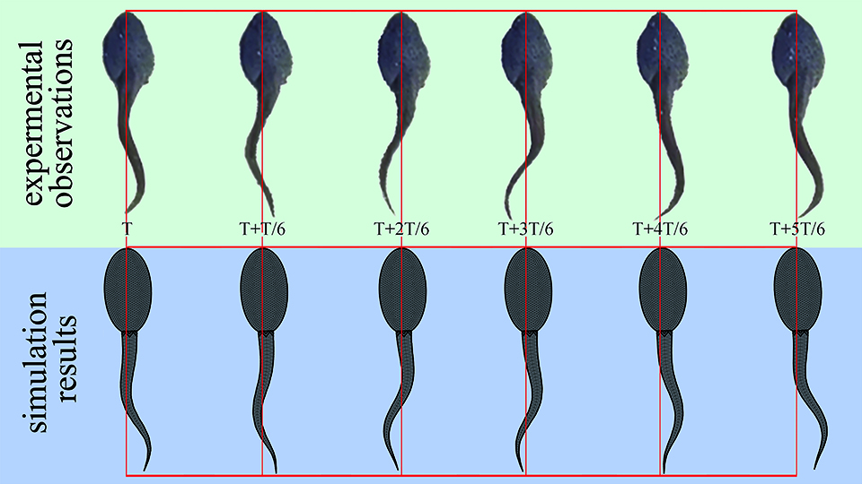 Exploring tadpole swimming strategies and dynamics | Scilight | AIP ...