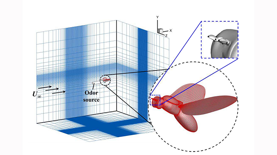 Scent on the wing: exploring flight effects on insect odor detection ...
