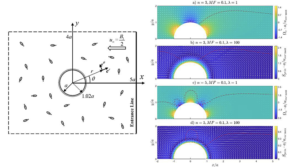 Study Sheds Light on Ciliate Feeding Strategies | Scilight | AIP Publishing