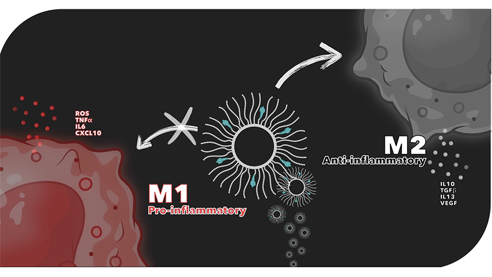 Macrophages that guard tissue could usher in targeted treatments ...
