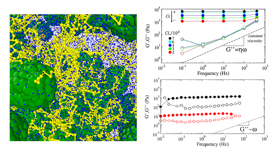 Numerical model maps mechanics of complex biofilms | Scilight | AIP Publishing