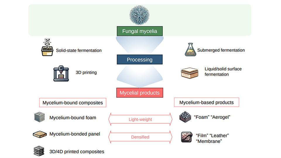 Enhancing the potential of eco-friendly mycelial materials | Scilight ...