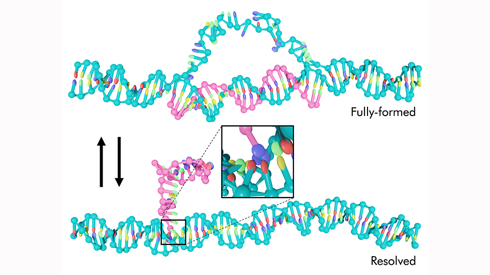 Coarse-grained model simulates DNA-RNA hybrids for biological research ...