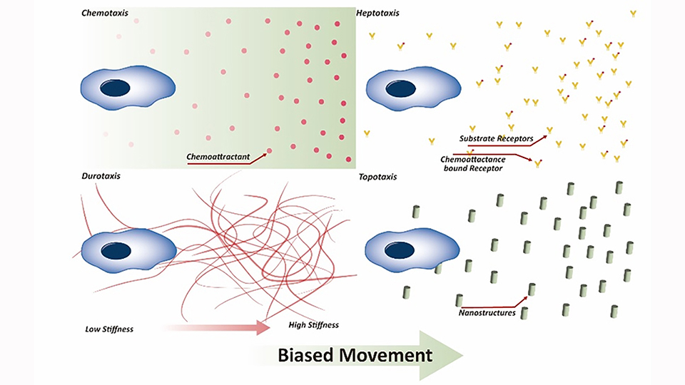 Completing the perspectives on cell migration with mechanobiology ...