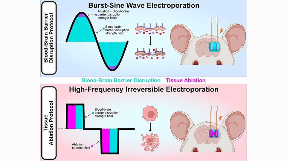 Sine wave electroporation enables drug delivery to brain tumors while ...