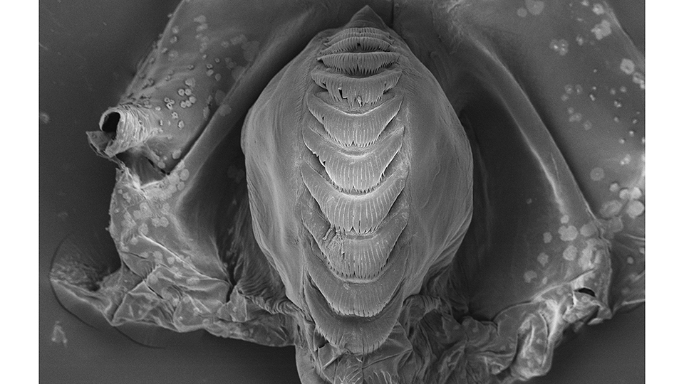 Snail teeth provide clues to evolutionary adaptation and bioengineering ...
