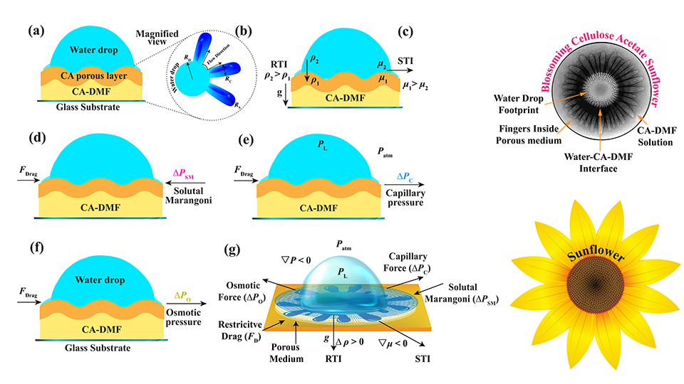 Forming flower-like fingers with fluid instabilities | Scilight | AIP Publishing