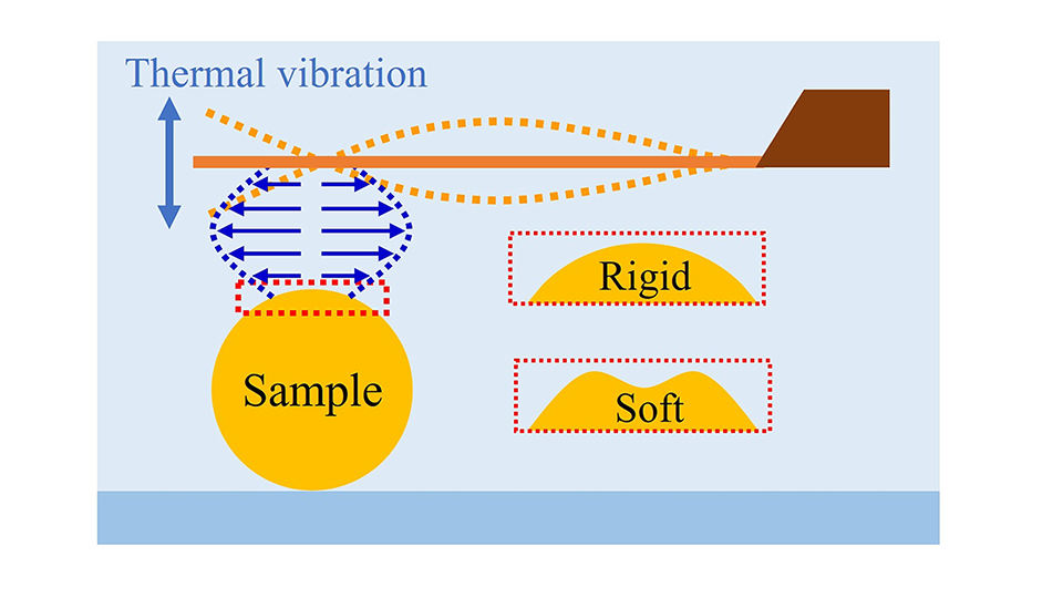 Contactless probe of cell elasticity | Scilight | AIP Publishing