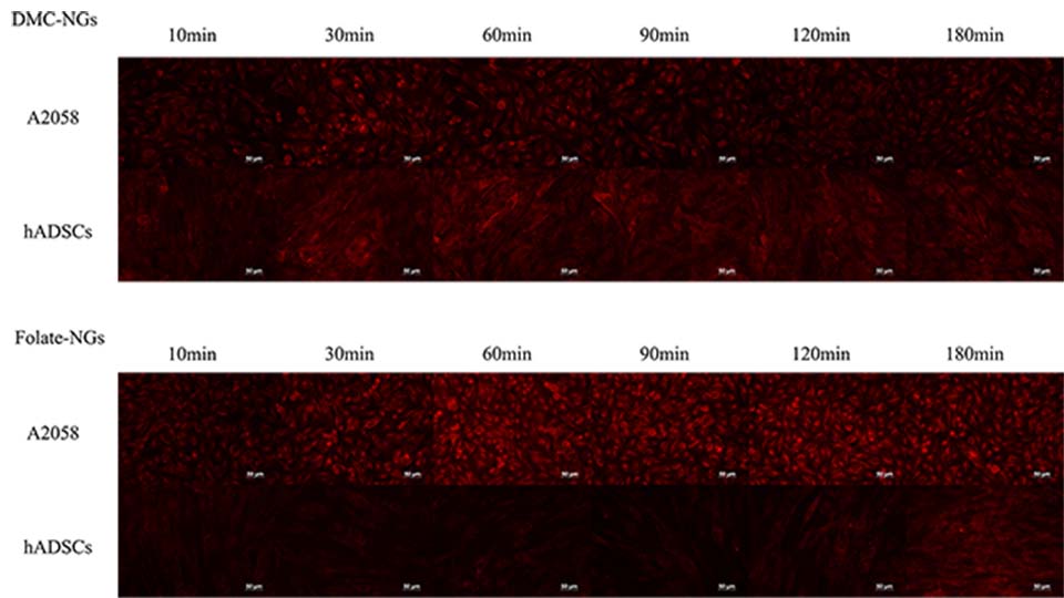 Nanogels enhance delivery of tumor-suppressing drug | Scilight | AIP Publishing