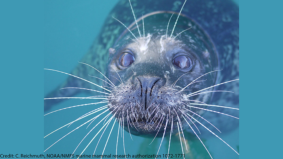 Measuring temporary threshold shift from loud noises in seals ...