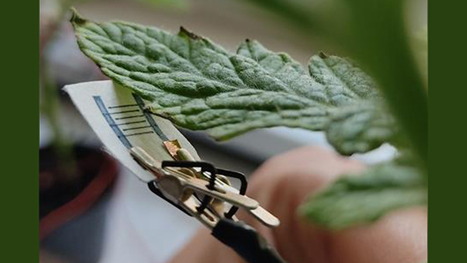 Your plant can have a wearable device, too — and it’s made of paper | Scilight | AIP Publishing