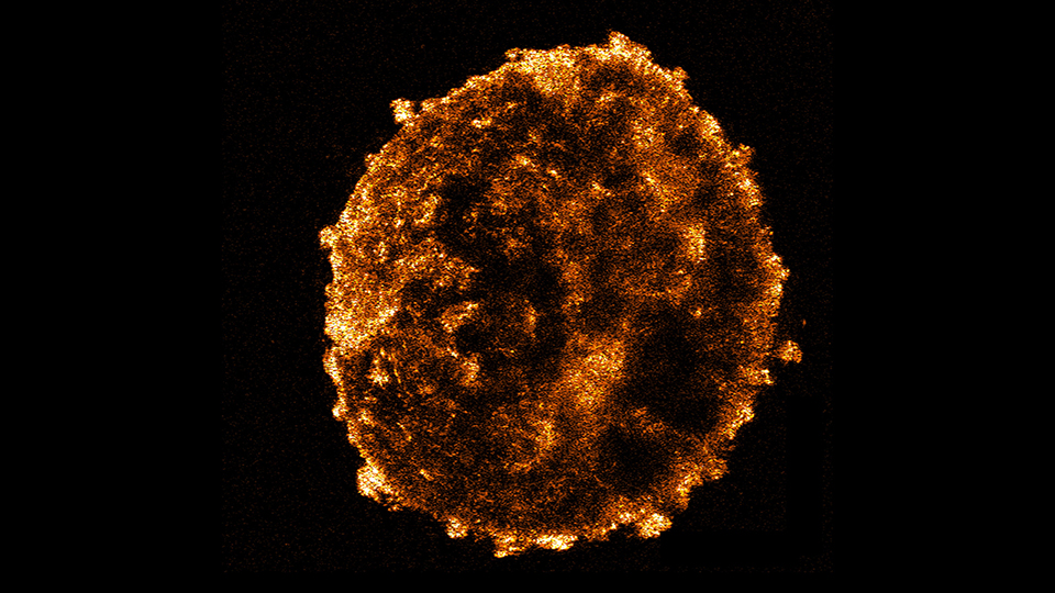 Spheroids grow with the flow in this microfluidic device | Scilight ...