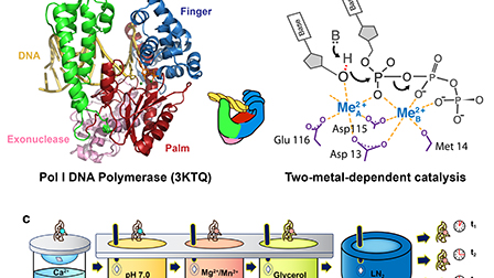 In crystallo observation of active site dynamics and transient metal ...