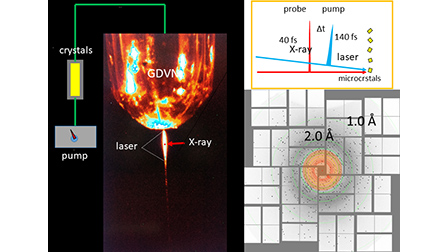 Blue and red in the protein world: Photoactive yellow protein and ...