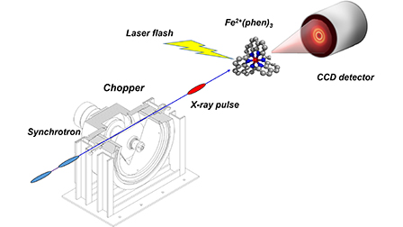 Structure and spin of the low- and high-spin states of Fe2+(phen)3 ...