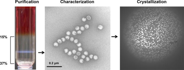 Serial femtosecond X-ray diffraction of enveloped virus microcrystals ...