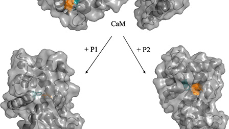 Conformation-specific detection of calmodulin binding using the unnatural amino acid p-azido ...