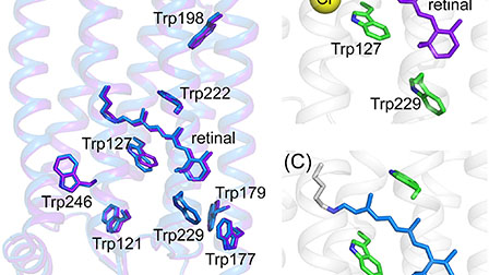 Effect of a bound anion on the structure and dynamics of halorhodopsin ...