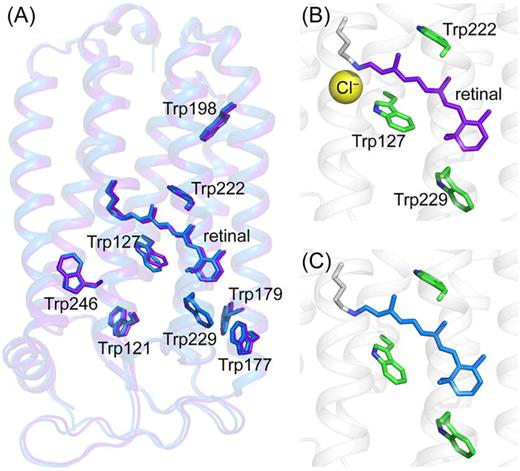 Effect of a bound anion on the structure and dynamics of halorhodopsin ...