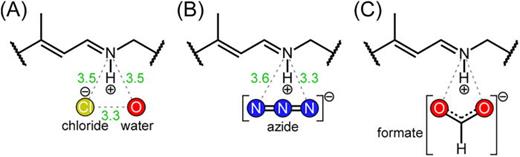 Effect of a bound anion on the structure and dynamics of halorhodopsin ...
