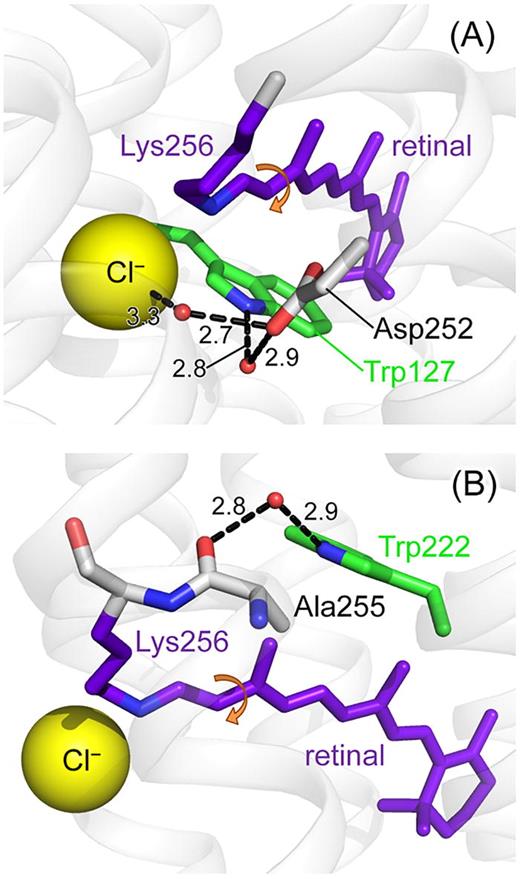 Effect of a bound anion on the structure and dynamics of halorhodopsin ...