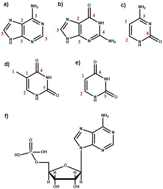 XPS spectra from nucleobases, DNA, and RNA | Surface Science Spectra | AIP Publishing
