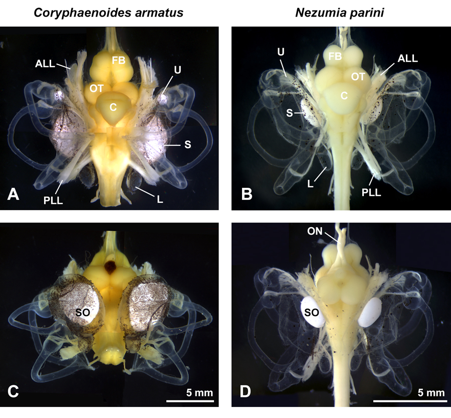 Fish Bioacoustics: Hearing and Sound Communication | The Journal of the ...